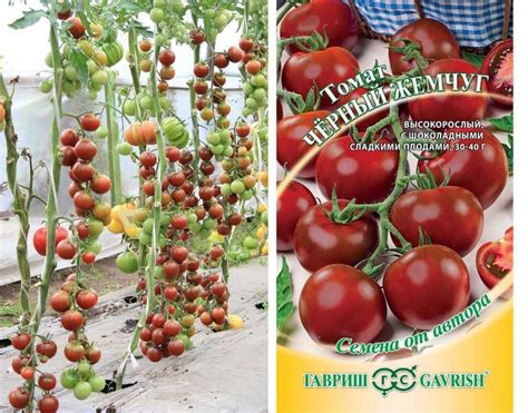 Томат Черный жемчуг | Vegetables, Fruit, Tomato