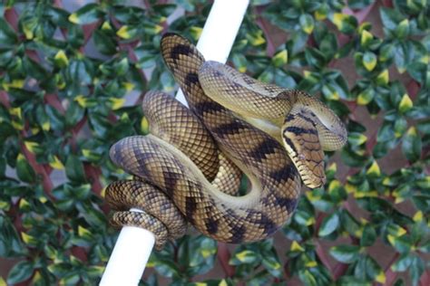 A Sorong Barneck Scrub Python By The Breeding Laboratory