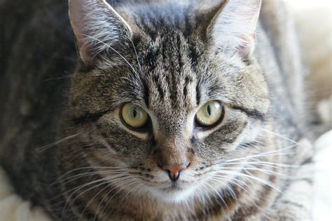 Безкоштовне стокове фото боке веселий весна горизонтальний грайливий денне світло домашні