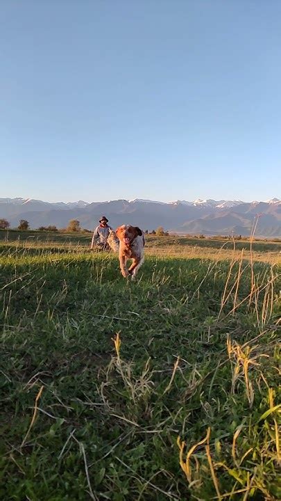 ინგლისური სეტერი და ეპანიოლ ბრეტონი Youtube