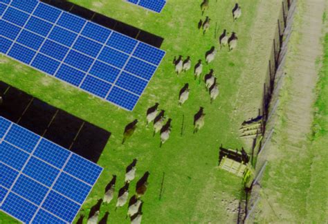 Construction Starts On New Zealands 280 Gwh Agrivoltaic Project Pv