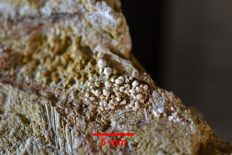 Can Any Scientist Help Me To Identify The Attached Microfossil Researchgate