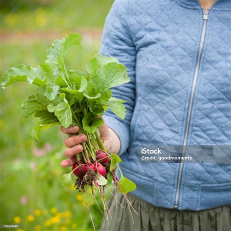 농부는 갓 무와 손을 유기농 채소 갓 수확 한 채소를 들고 있는 여자 말 무 수확 야채 탑으로 씻지 않은 방사성 가을에 대한