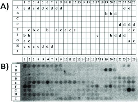 Illustrative Representation Of The Intensities Of Each Peptide Spot A