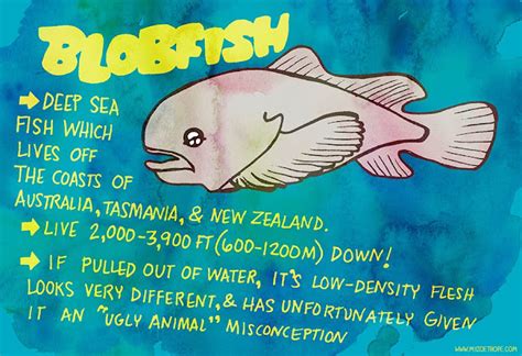 My Zoetrope Blobfish