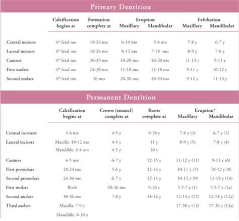 1 2 Development Of Dentition And Occlusion Flashcards Quizlet