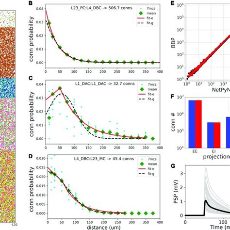 Netpyne Model Of Somatosensory Thalamic Populations And Connectivity