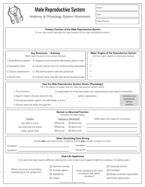 Male Reproductive System Worksheets Answer Key Aandp Mini Series