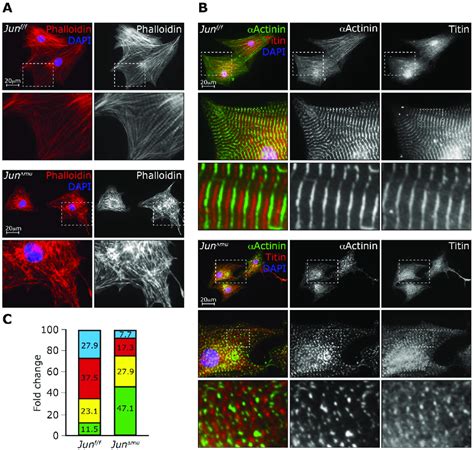 Altered Sarcomeric Structure Of Isolated Neonatal Jun Dmu Download Scientific Diagram