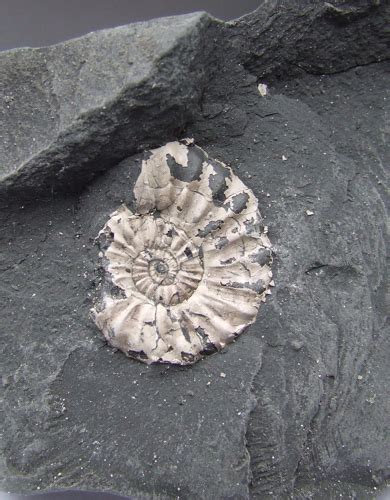 Advice On Ammonite Questions And Answers The Fossil Forum