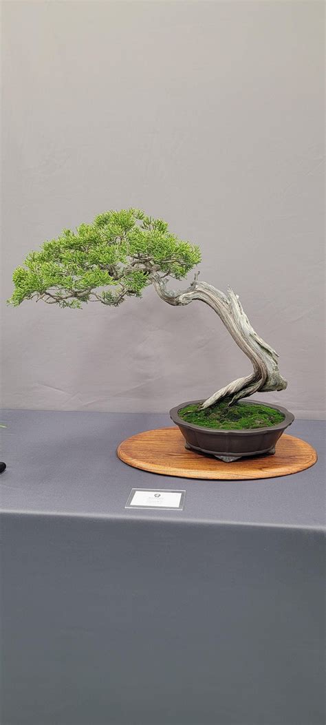 Sand Diego Bonsai Club Spring Show Some Of My Favorites Rbonsai