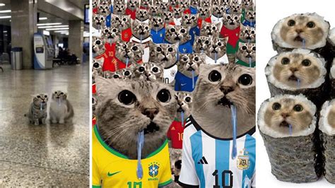30 Of The Best Drooling Cat Memes For Your Reaction Image Needs