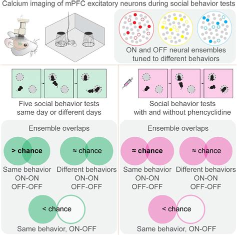 Distinct And Dynamic On And Off Neural Ensembles In The Prefrontal