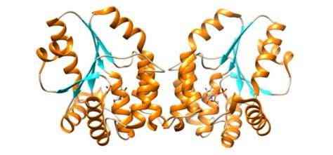 Structure Of Tmpk Mtb Tmp Complex Protein Is Presented In The Form Of