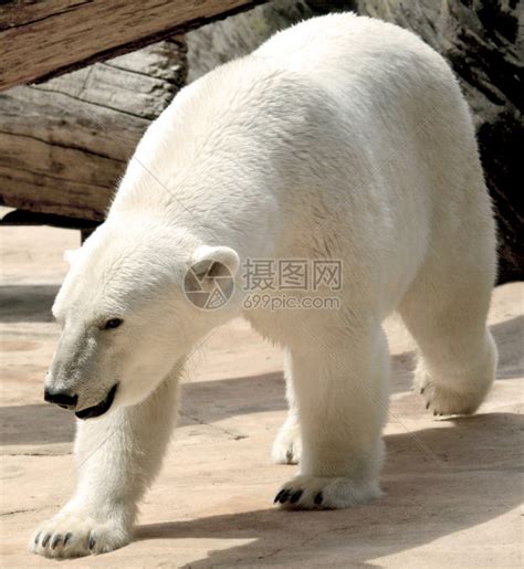 动物高清图片下载 正版图片 摄图网