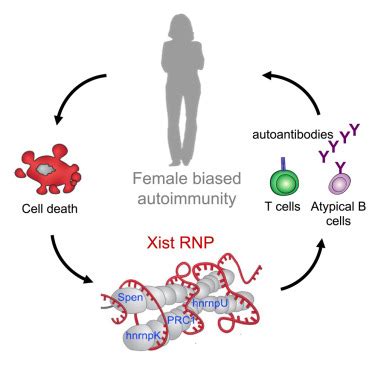Xist Ribonucleoproteins Promote Female Sex Biased Autoimmunity Cell
