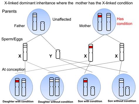 explanation of x linked inheritance pptx infertility reproductive