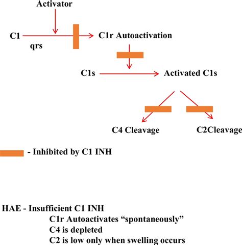 Steps In The Activation Of The First Component Of Complement Classical