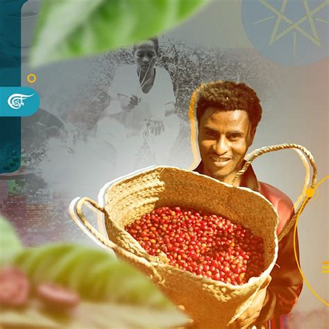 القهوة هي خبزنا كيف تساقطت حبات البن وصنعت أسطورةً إثيوبية؟ الميادين