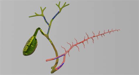 Hepato Biliary Tract Pancreas Gallbladder 3d Model Superhive Formerly Blender Market