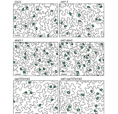 Aba Mediated Regulation Of Stomatal Density Is Ost1 Independent Plant Direct Plantae