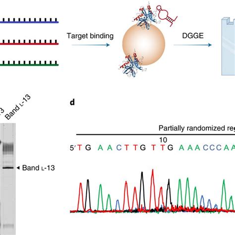 L Dna Aptamer Sensor And Western Blot A Schematic Overview Of Download Scientific Diagram