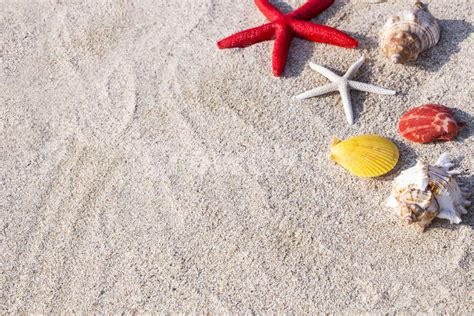 소라 불가사리 해변 모래사장 여름 사진이미지일러스트캘리그라피 Dawool작가