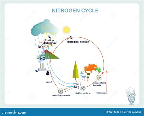 Scheme Of The Nitrogen Cycle Flat Design Stock Vector Illustration