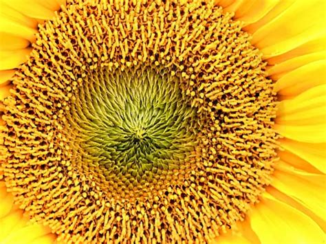 The Fibonacci Sequence In Nature Photography Inspiration