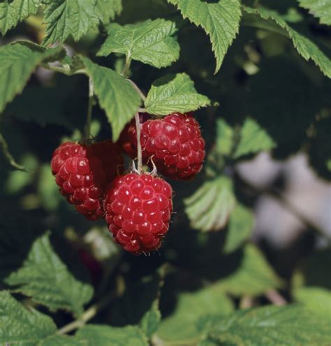 Rubus Idaeus Raspberry Shortcake Pépinière Locas