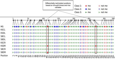 Graphical Representation Of Cytosine Methylation Map For Comparative Download Scientific