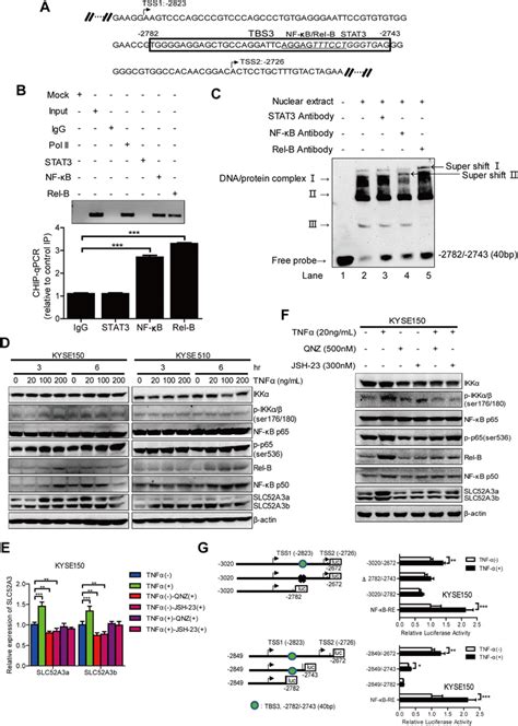 Transcription Factors Nf κb P65rel B Binds To The Nf κb Binding Site Download Scientific