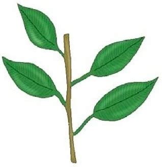 Tree Vocabulary Flashcards Quizlet