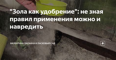 Зола как удобрение не зная правил применения можно и навредить Валентина Ласкина и ласковый