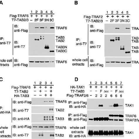 Ligand Dependent Association Of Traf6 And Traf2 With Tak1 Tab2 And