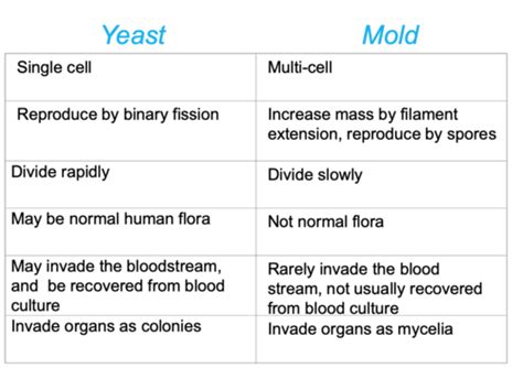 Fungi Flashcards Quizlet