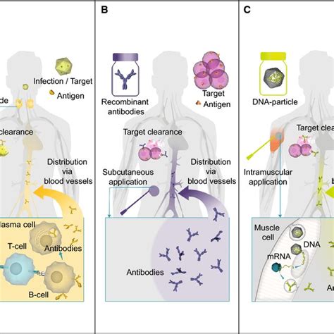 Schematic Representation Of Different Cap Structures A The Typical 5′ Download Scientific