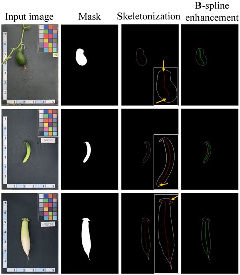 Adapting The Segment Anything Model For Plant Recognition And Automated Phenotypic Parameter