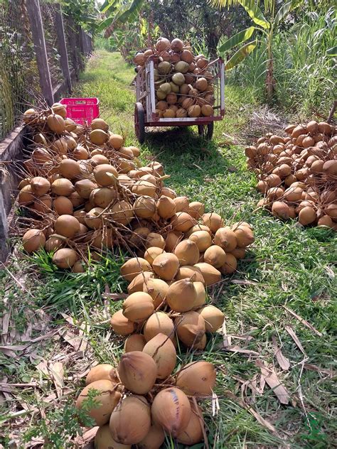 Dừa Mã Lai chất lượng tại Bến Tre Dừa Việt Nam