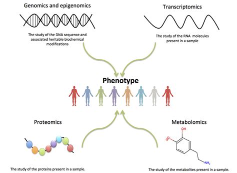 What Is Functional Genomics Functional Genomics