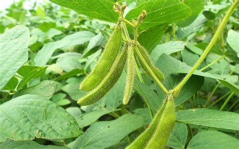 Elemental Analysis Operation And Applications Elementar