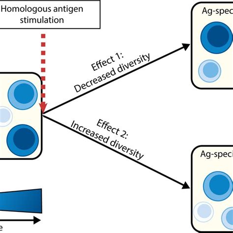 Possible Effects Of Homologous Antigen Stimulation On The Download