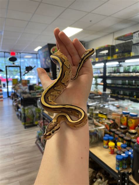 Super Specter Ball Python By Agocs Exotics Morphmarket