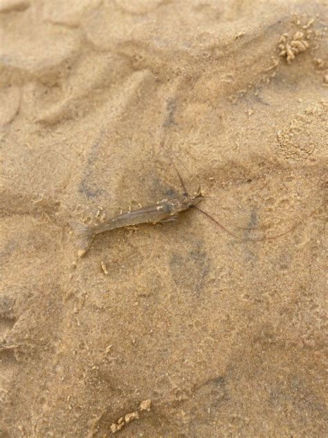 Prawn Sighted At Curl Curl Lagoon Prawn Sighted At Curl Curl Lagoon