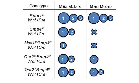 Summary Of The Effects Of Bmp4 Msx1 And Osr2 Mutations On Sequential