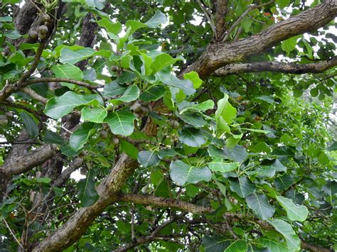 Terminalia Care Watering Fertilize Pruning Propagation Picturethis