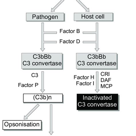 1 The Alternative Complement Pathway Cr1 Complement Receptor 1 Daf