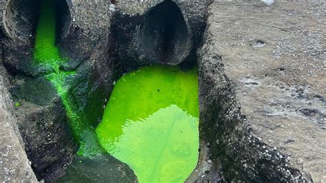 Green Sludge Spotted Leaking Into Cronulla Beach Daily Telegraph