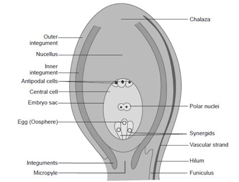 Ncert Solutions For Class 12 Biology Chapter 1 Ncert Exemplar Class 12
