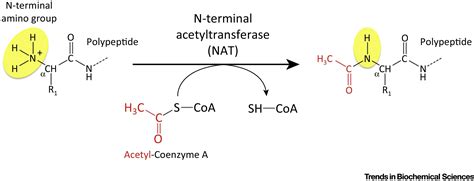 First Things First Vital Protein Marks By N Terminal Acetyltransferases Trends In Biochemical